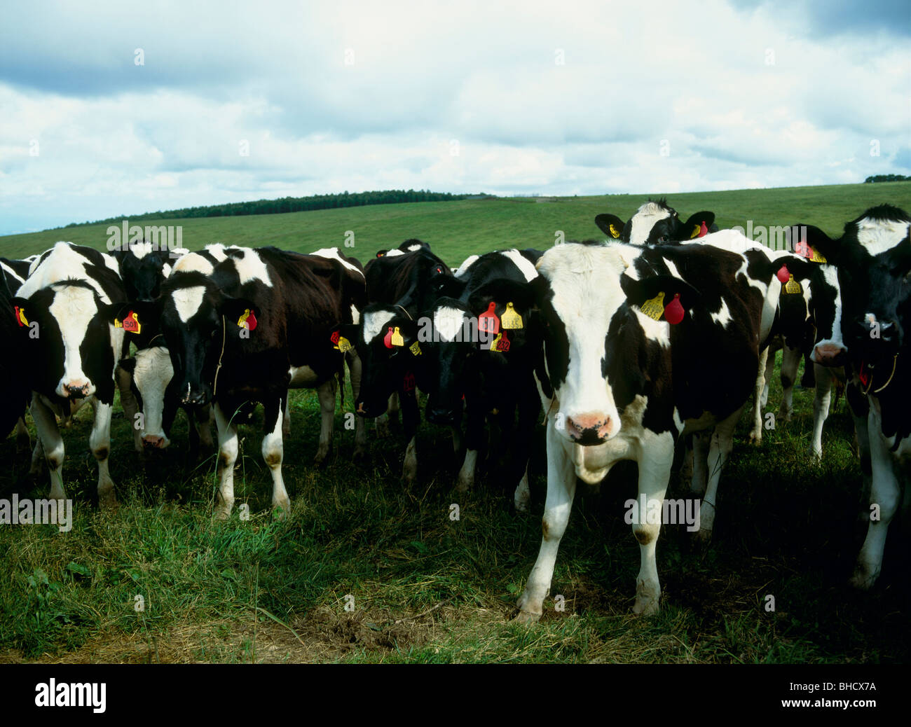 Cows. Shirogane-mohan Farm, Biei, Hokkaido, Japan Stock Photo - Alamy