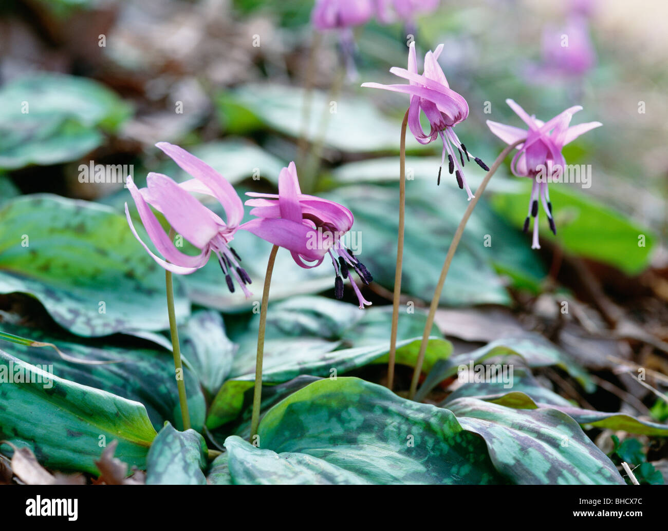 Dogtooth violets, Iiyama, Nagano Prefecture, Japan Stock Photo - Alamy