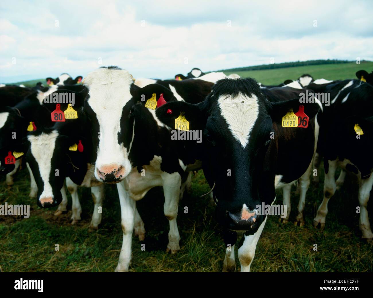 Cows. Shirogane-mohan Farm, Biei, Hokkaido, Japan Stock Photo - Alamy