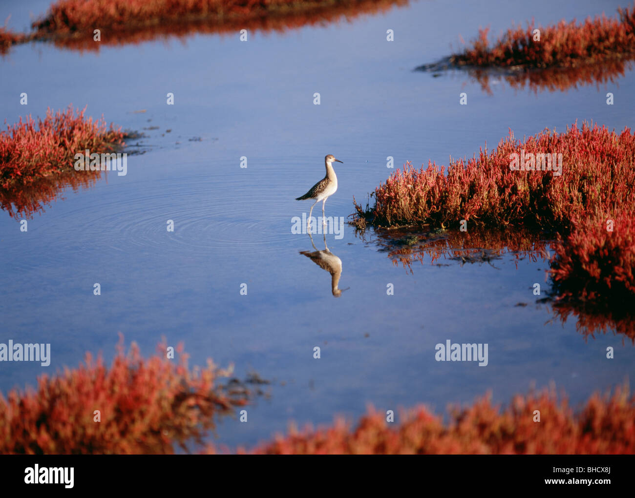 Water bird near Coral Grass. Ubaranai, Abashiri, Hokkaido, Japan Stock ...