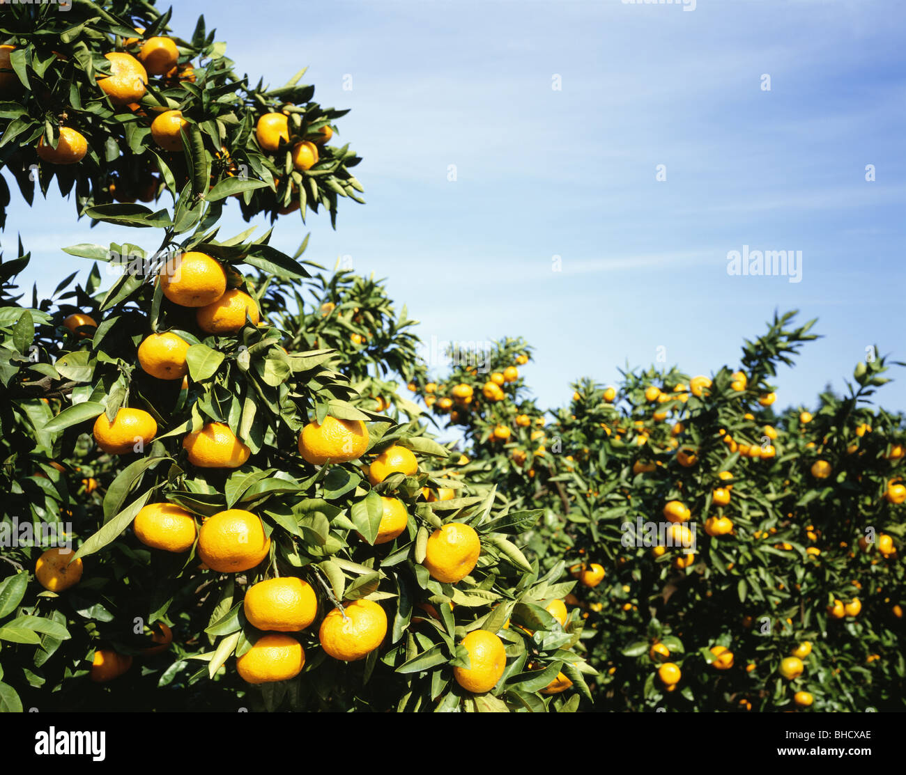 Mandarin orange orchard. Fukawa, Kanagawa Prefecture, Japan Stock Photo ...