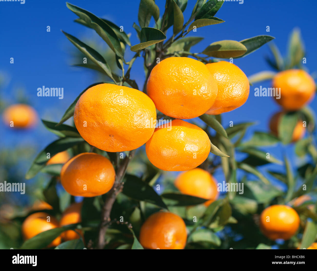 Mandarin orange orchard. Fukawa, Kanagawa Prefecture, Japan Stock Photo ...