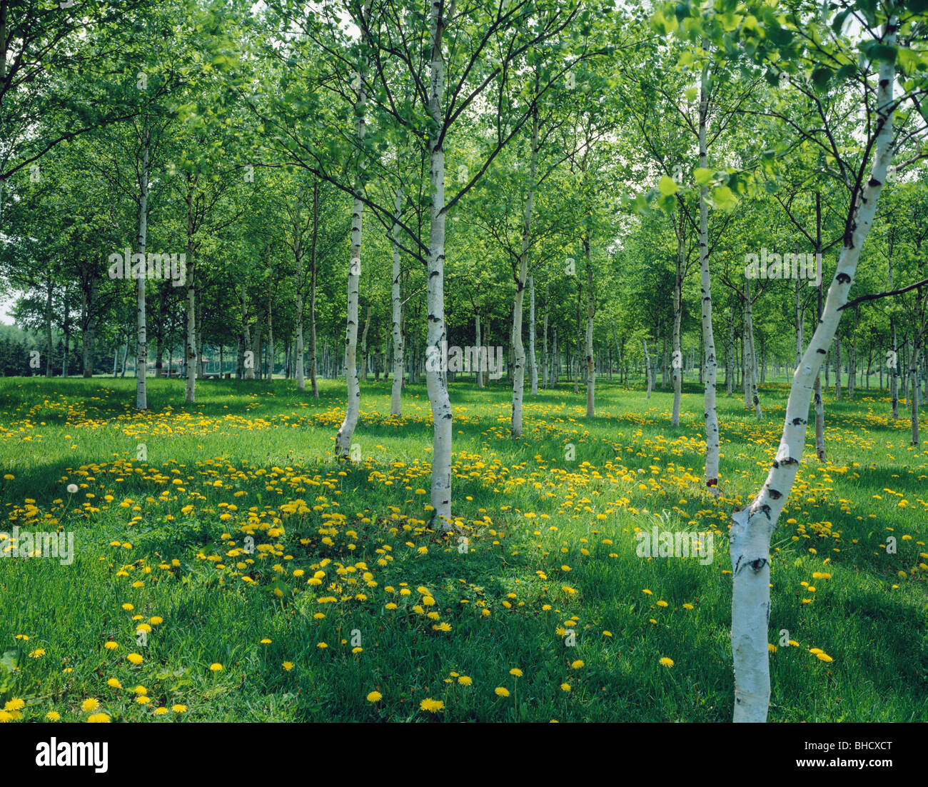Silver birch trees in Maeda Forest Park, Hokkaido, Japan Stock Photo ...