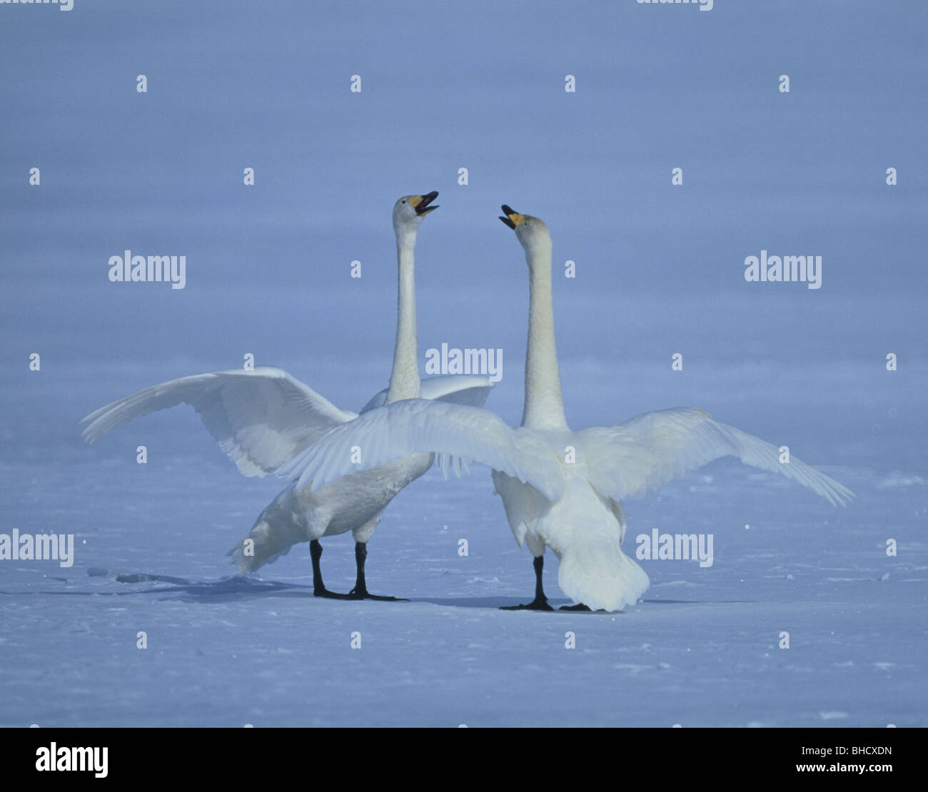 Swans mating on Kussharo Lake, Hokkaido, Japan Stock Photo - Alamy