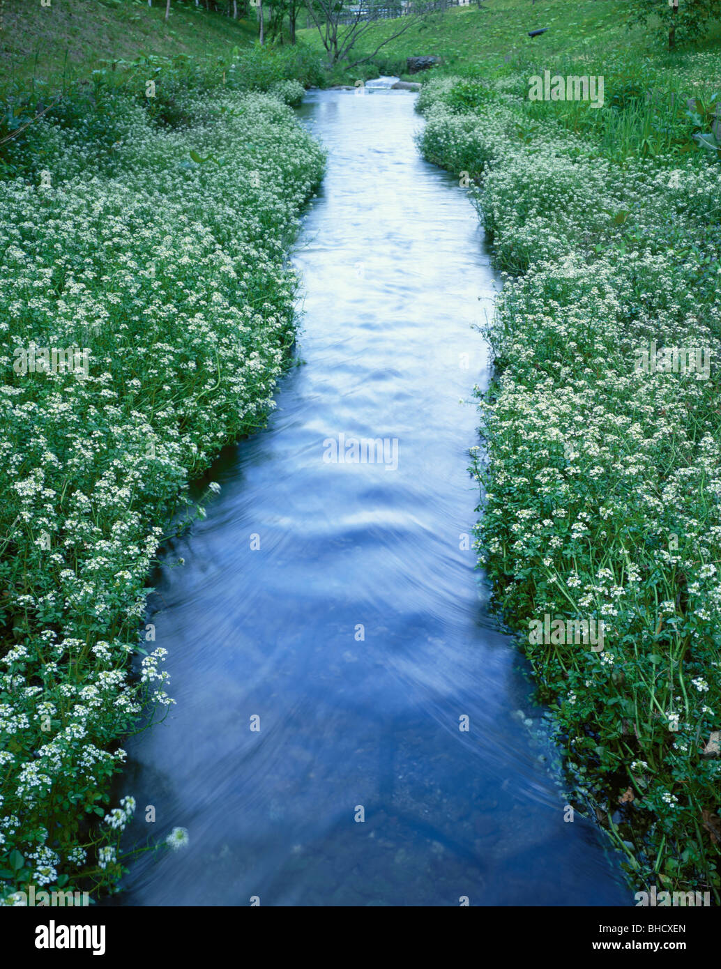 Stream and blooming watercress, Hokkaido, Japan Stock Photo - Alamy