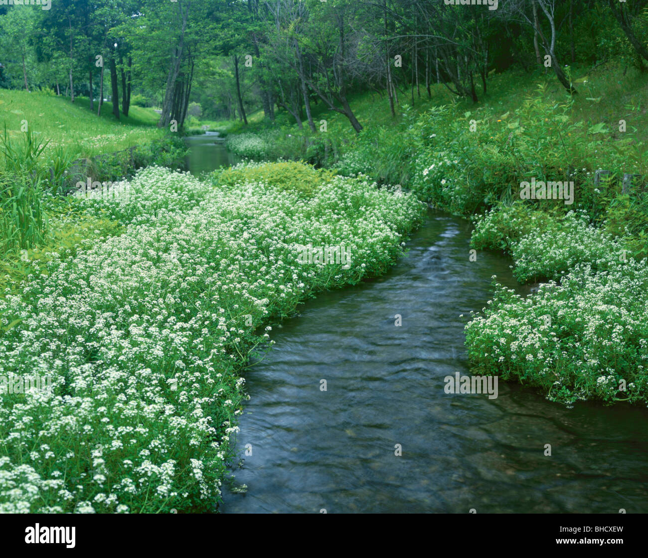 Stream and blooming watercress, Hokkaido, Japan Stock Photo - Alamy