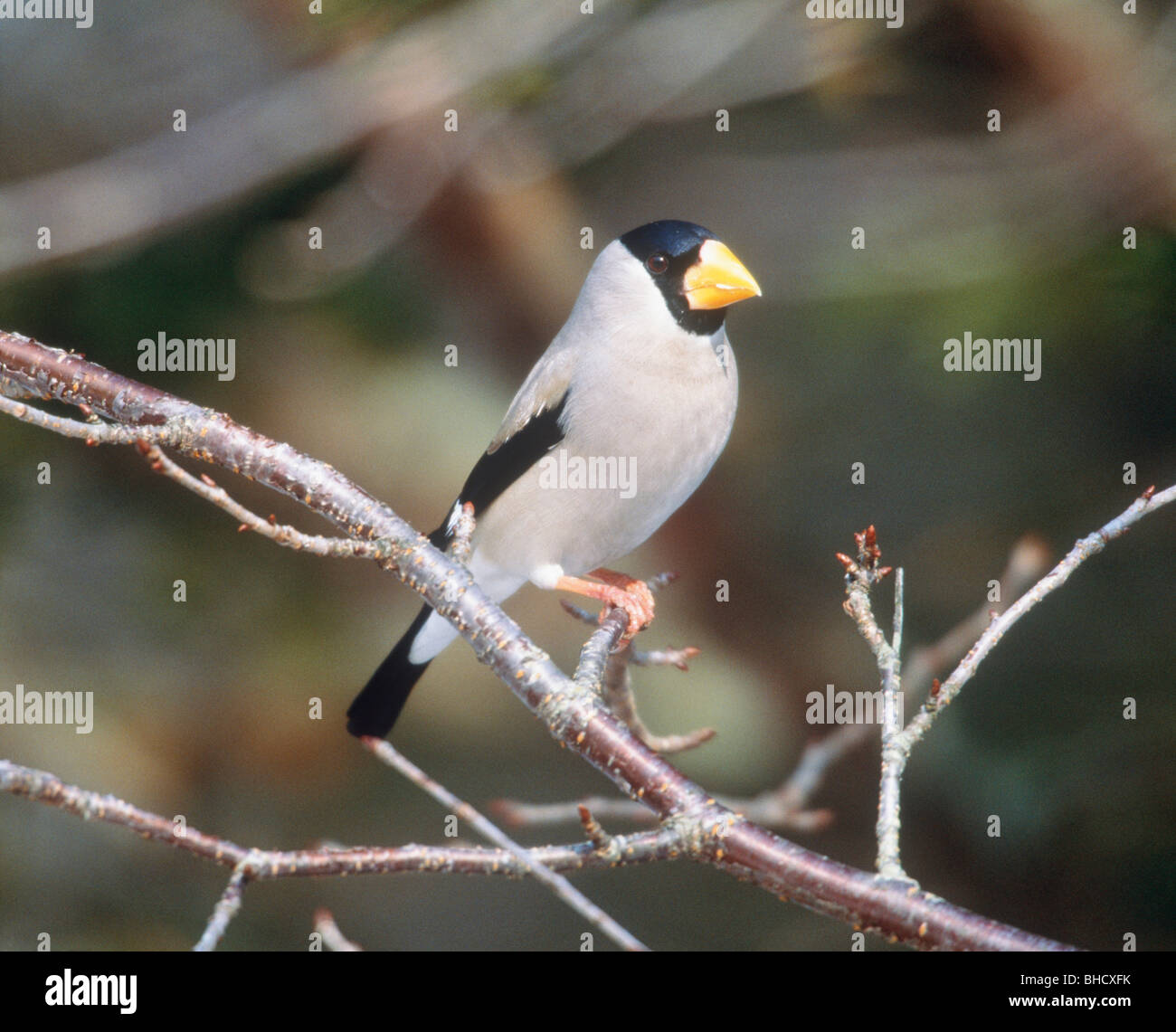 Japanese Grosbeak perched in bare tree, Tomakomai, Hokkaido, Japan ...