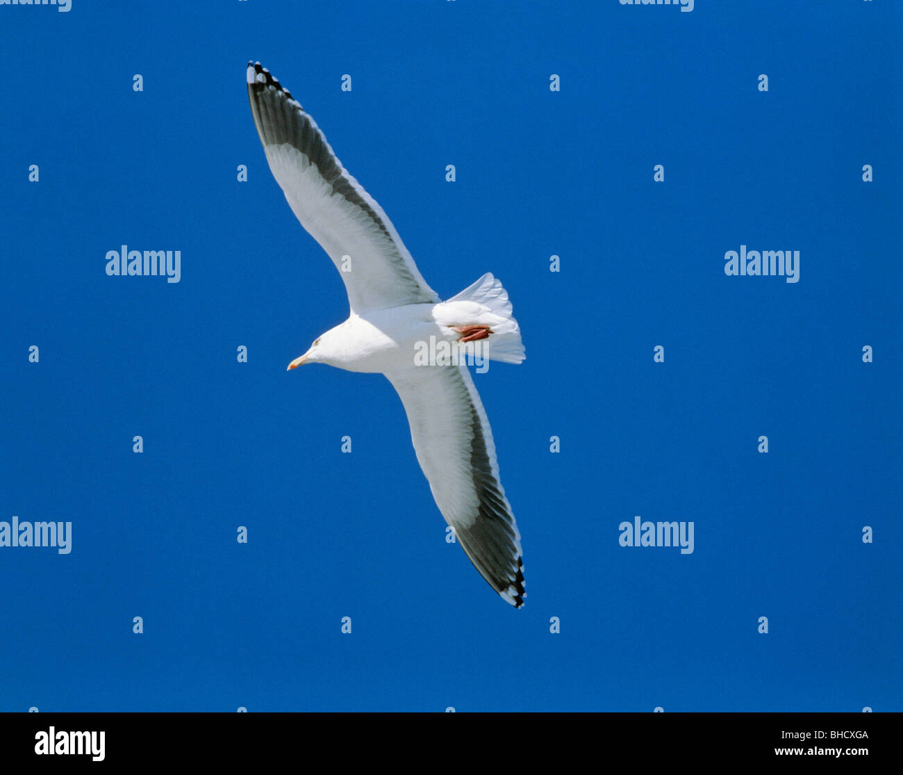 Seagull flying in blue sky, Kushiro, Hokkaido, Japan Stock Photo - Alamy