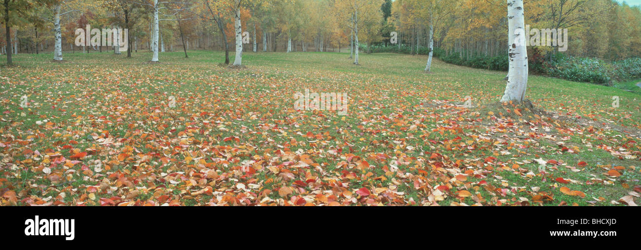 Iwao hi-res stock photography and images - Alamy