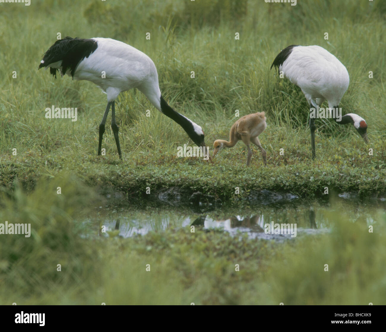 Japanese Cranes with chicks, Kushiro, Hokkaido, Japan Stock Photo - Alamy