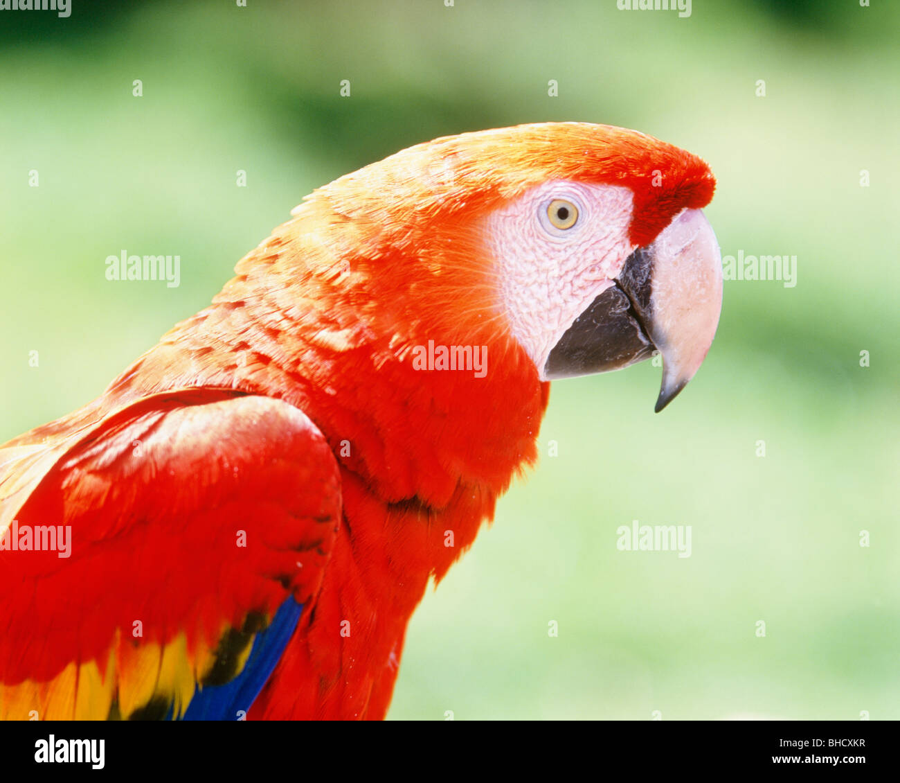 Macaw, Izu, Shizuoka Prefecture, Japan Stock Photo - Alamy