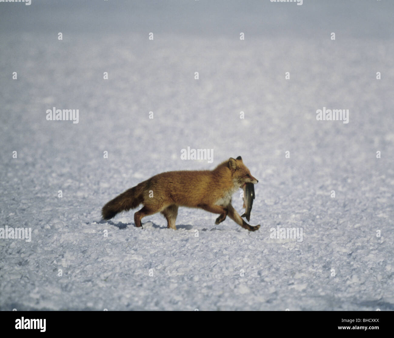Fox carrying fish. Hokkaido Prefecture, Japan Stock Photo - Alamy