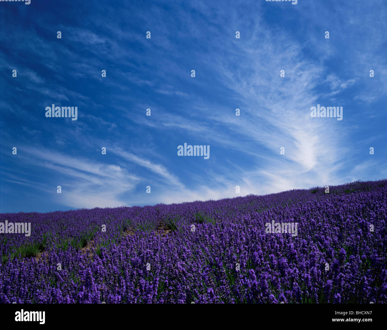 Image of Lavender field. Kamifurano, Hokkaido, Japan Stock Photo - Alamy