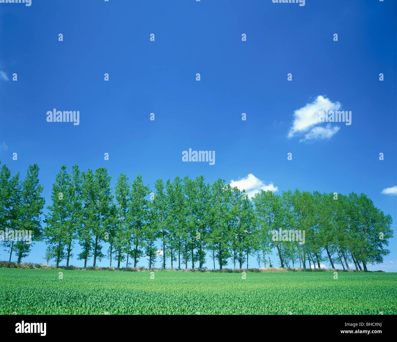 Poplar trees on green field under blue sky. Biei, Hokkaido, Japan Stock ...