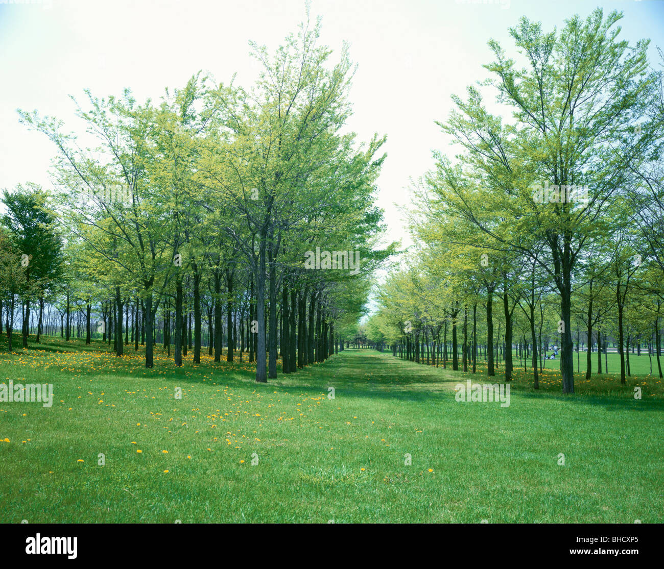 A fresh green standing tree and grasslands. Sapporo, Hokkaido, Japan ...