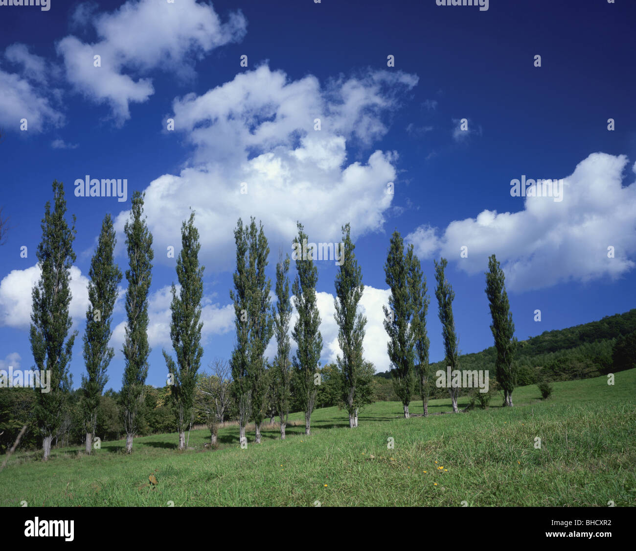 Poplar tress on green field with forest in background. Asahikawa ...