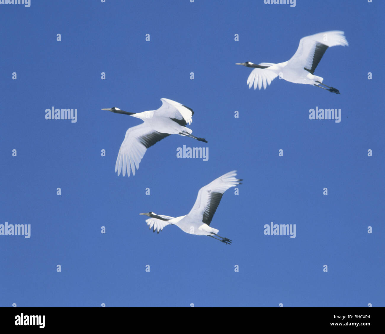 Japanese Cranes flying in blue sky, Tsurui-son, Hokkaido, Japan Stock ...
