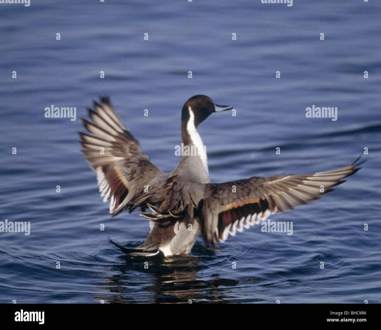 Pintail duck flapping wings on water, Ueno, Tokyo, Japan Stock Photo ...