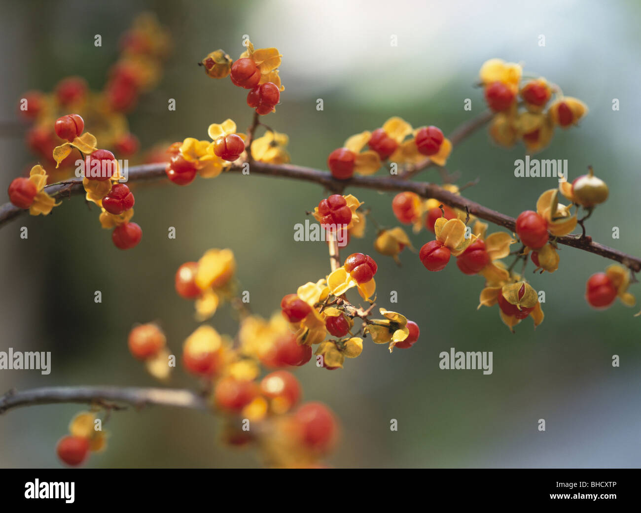 Staff tree berries, Kushiro, Hokkaido, Japan Stock Photo - Alamy