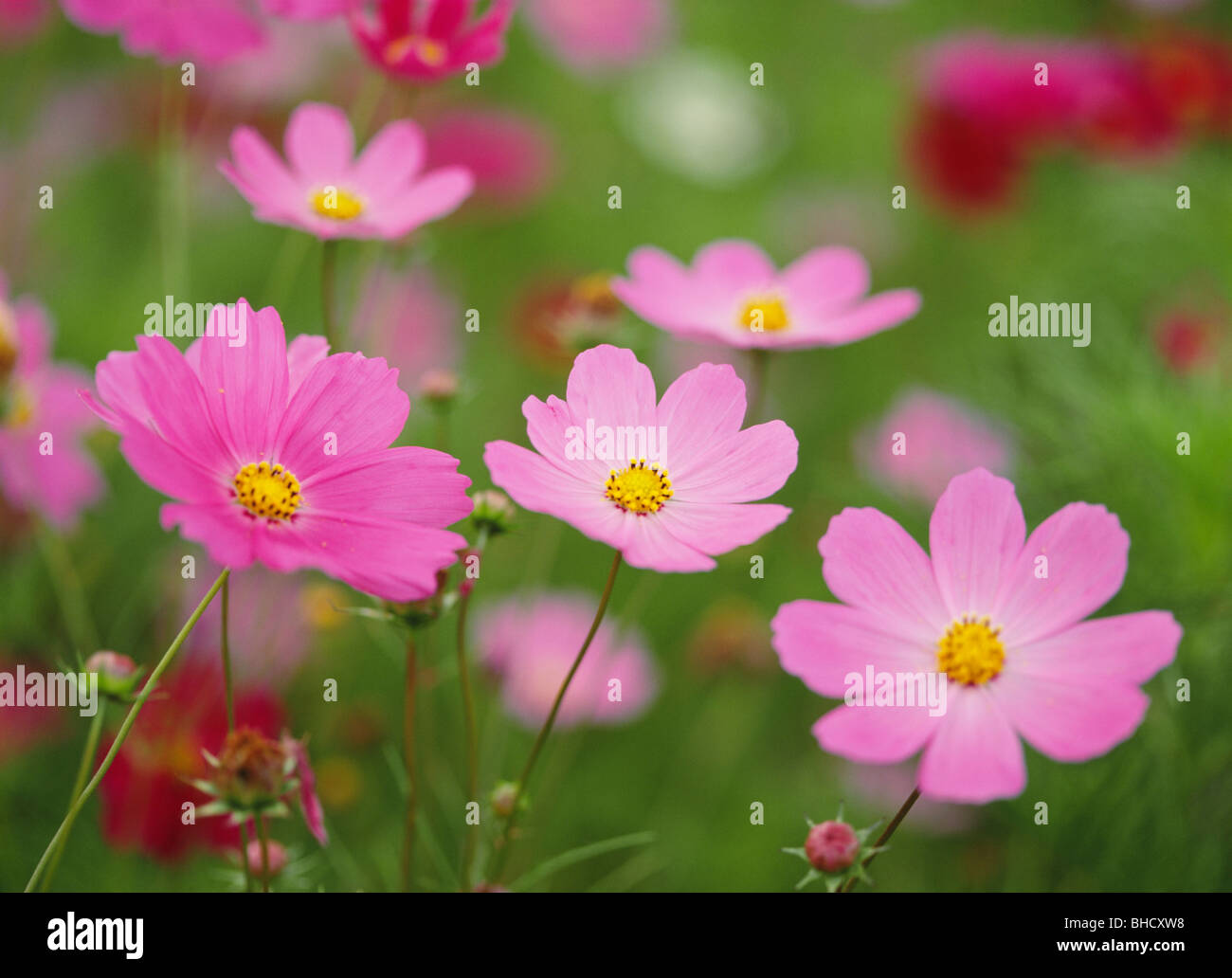 Cosmos flowers, Yamanashi Prefecture, Japan Stock Photo - Alamy