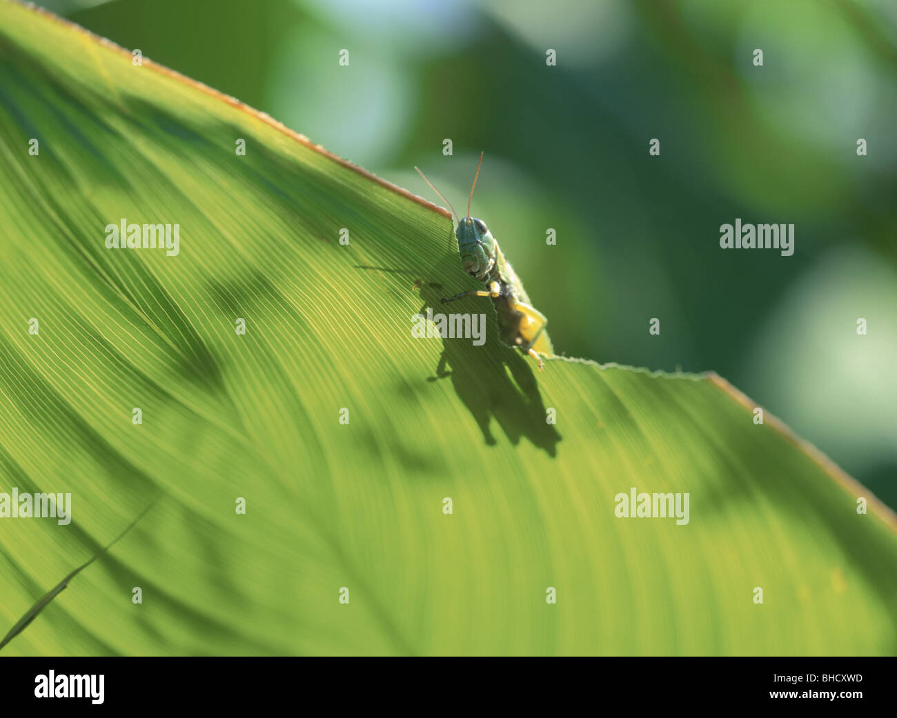 Grasshopper eating leaf, Hiratsuka, Kanagawa Prefecture, Japan Stock ...