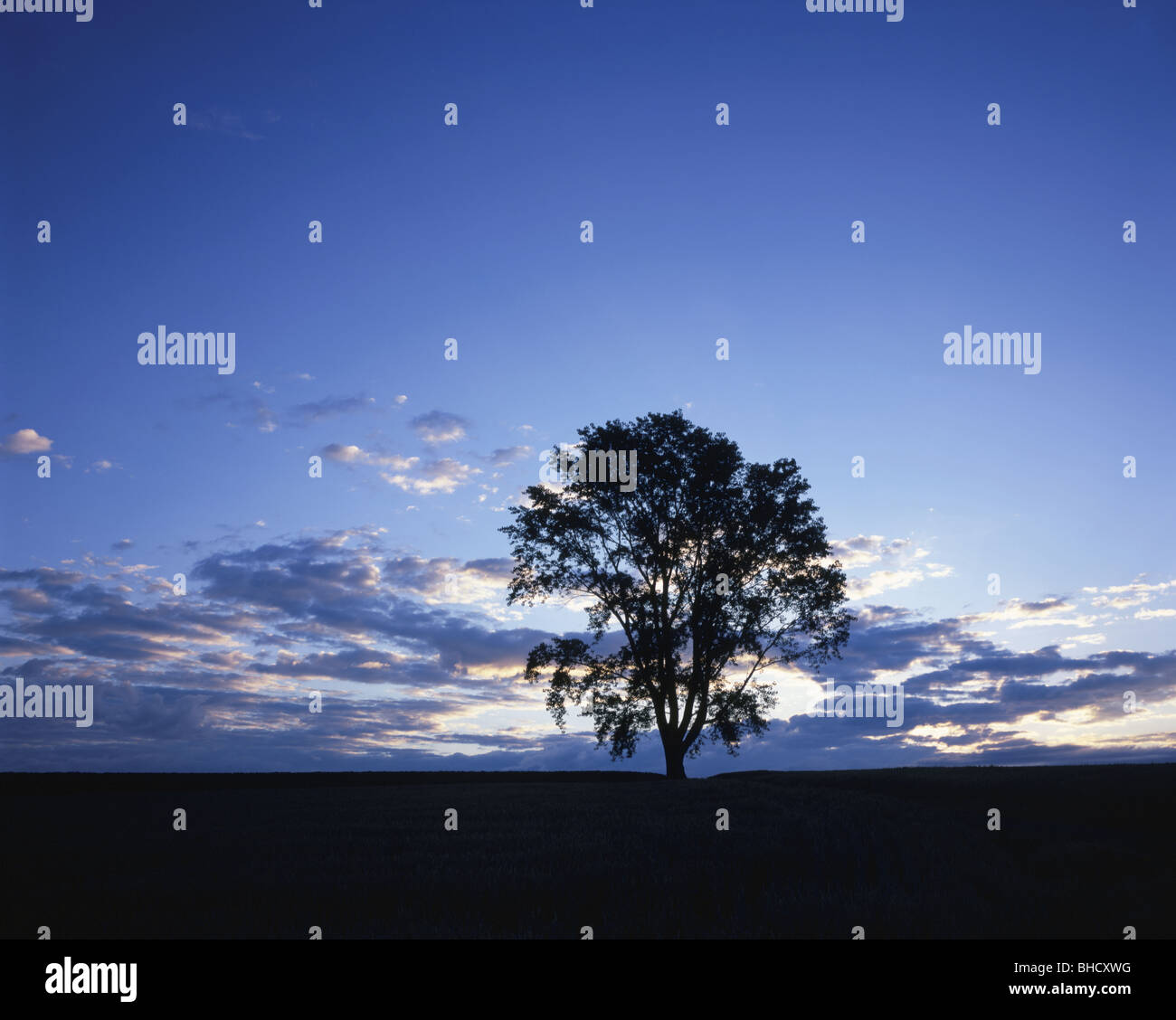 Single tree on hill. Biei, Hokkaido, Japan Stock Photo - Alamy