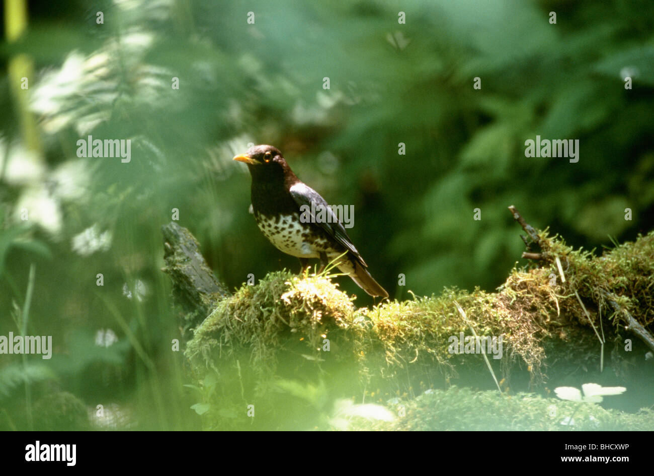 Japanese Thrush perched on branch, Chitose, Hokkaido, Japan Stock Photo ...