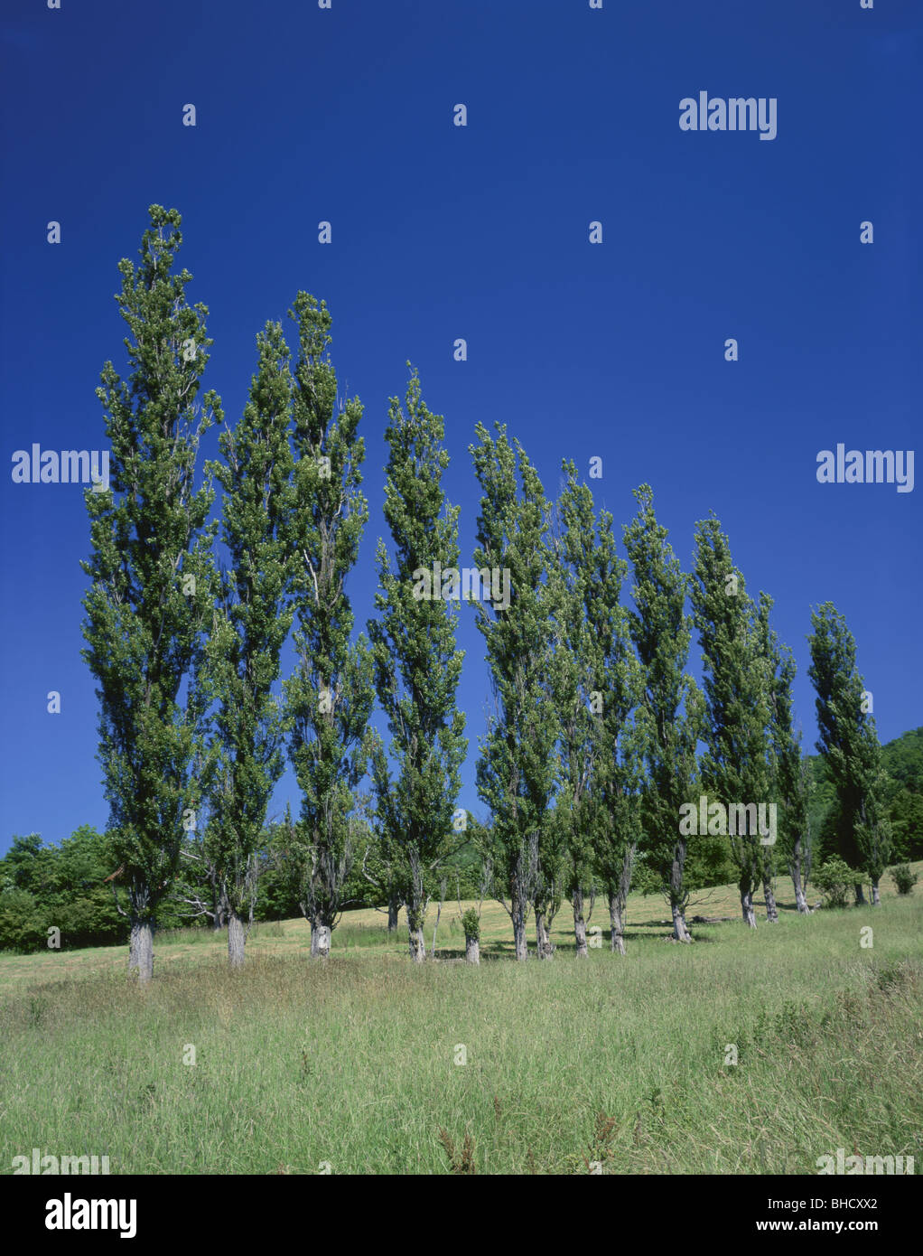 Poplar trees in row under clear blue sky. East Sakuraoka, Hokkaido ...