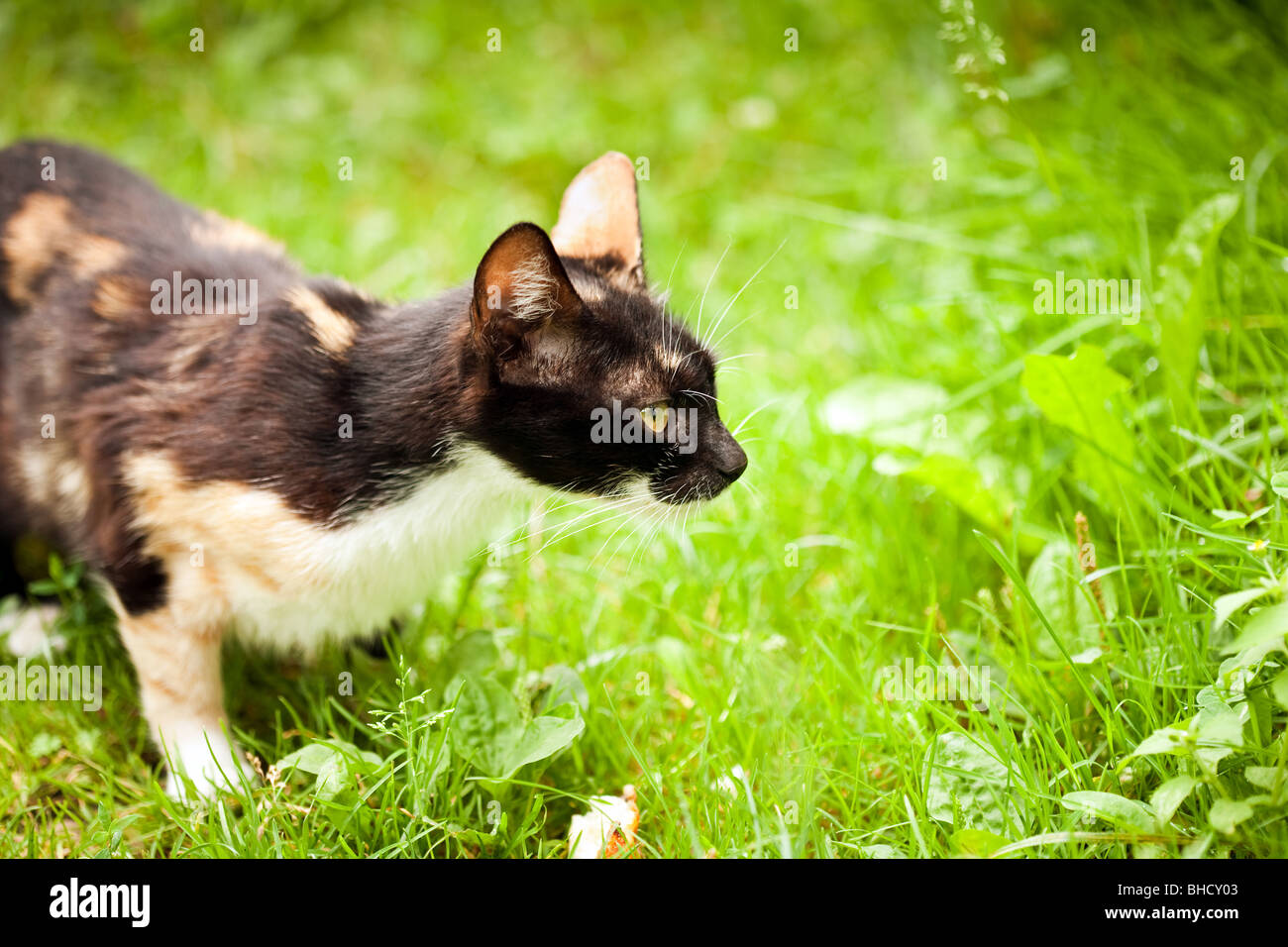 Cat chasing prey hi-res stock photography and images - Alamy