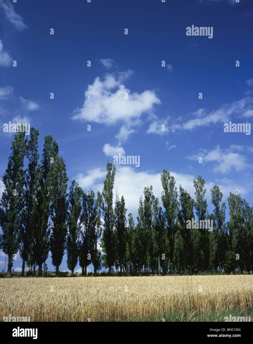 What field next to poplar trees. Biei, Hokkaido, Japan Stock Photo - Alamy