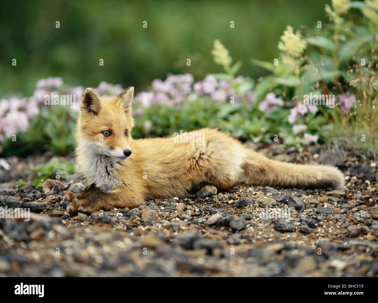 Fox pup. Mt. Tokachi, Hokkaido Prefecture, Japan Stock Photo - Alamy
