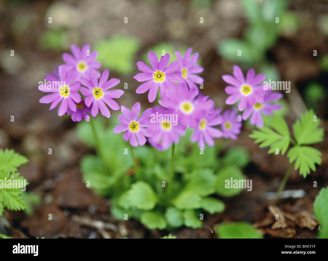 Taisetsu Hokkaido High Resolution Stock Photography and Images - Alamy