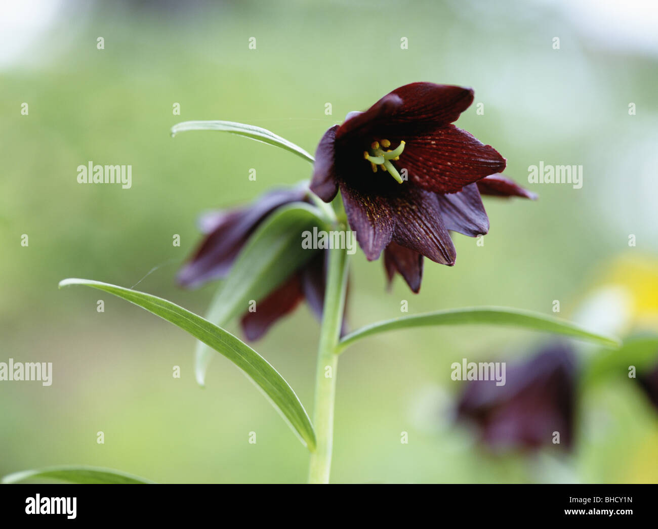 Dark alpine lilies, Mt Taisetsu, Hokkaido, Japan Stock Photo - Alamy