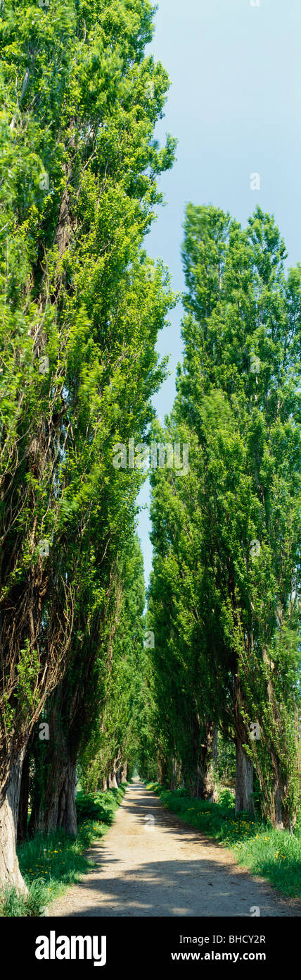 Poplar avenues hi-res stock photography and images - Alamy