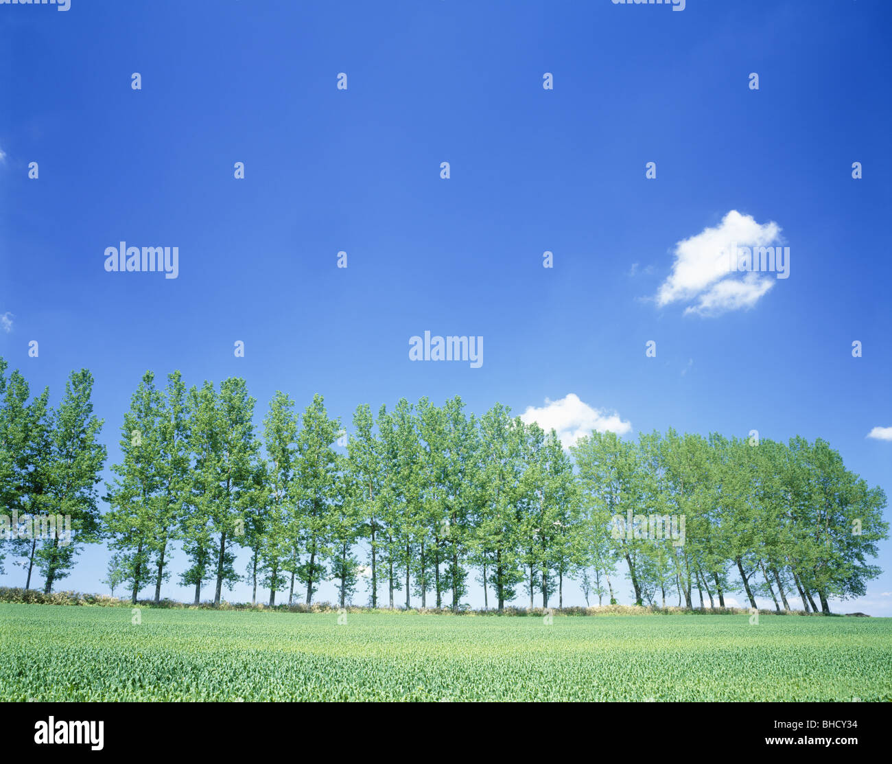 Row agricultural plants in field hi-res stock photography and images ...
