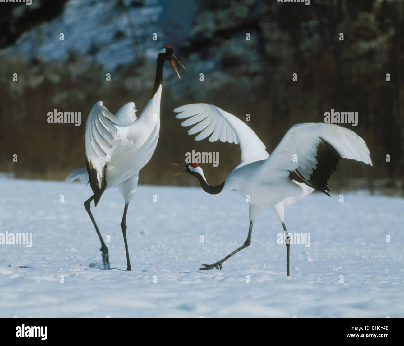 Japanese crane wings japan hokkaido hi-res stock photography and images ...