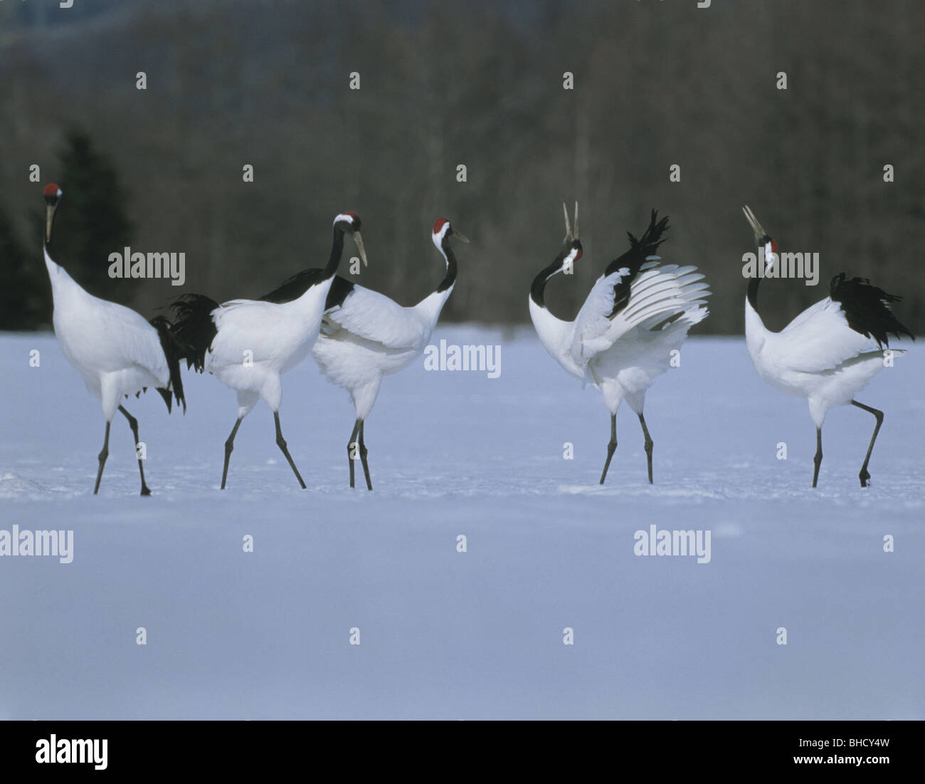 Japanese crane snow standing hi-res stock photography and images - Alamy