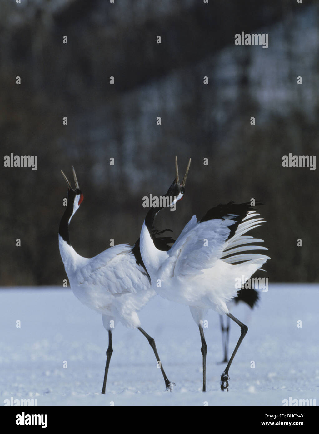 Courting Japanese Cranes, Kushiro, Tsurui, Hokkaido, Japan Stock Photo ...