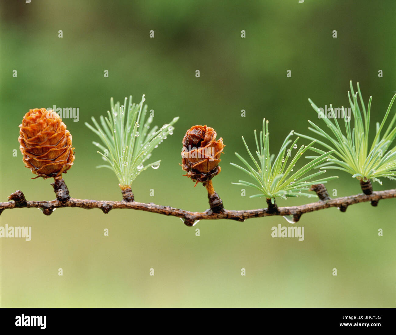 Budding pine cones on larch tree, Biei, Hokkaido, Japan Stock Photo - Alamy