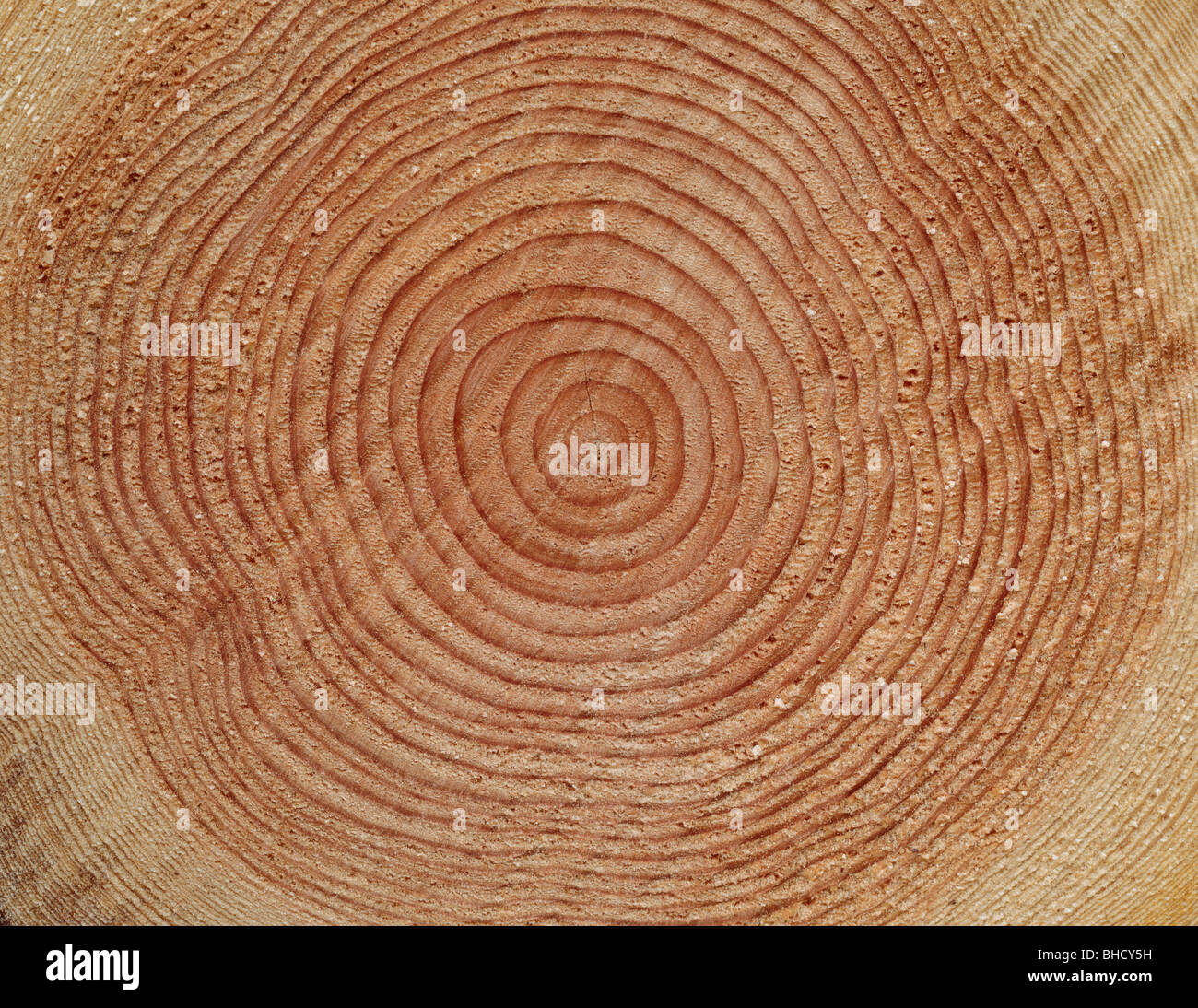 Annual tree rings Stock Photo - Alamy