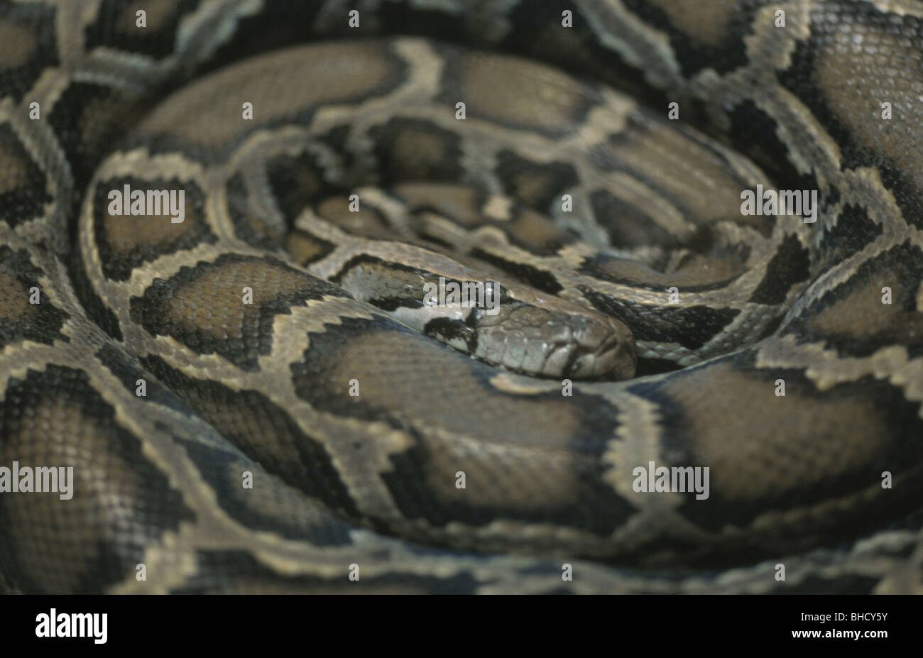 Coiled burmese python hi-res stock photography and images - Alamy