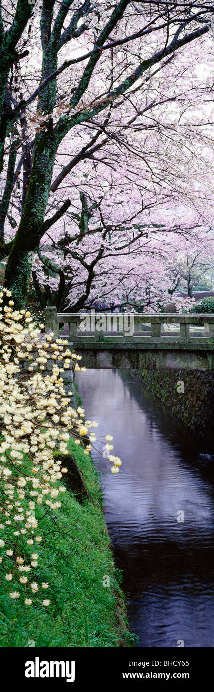 Cherry trees next to river, Kyoto, Japan Stock Photo - Alamy