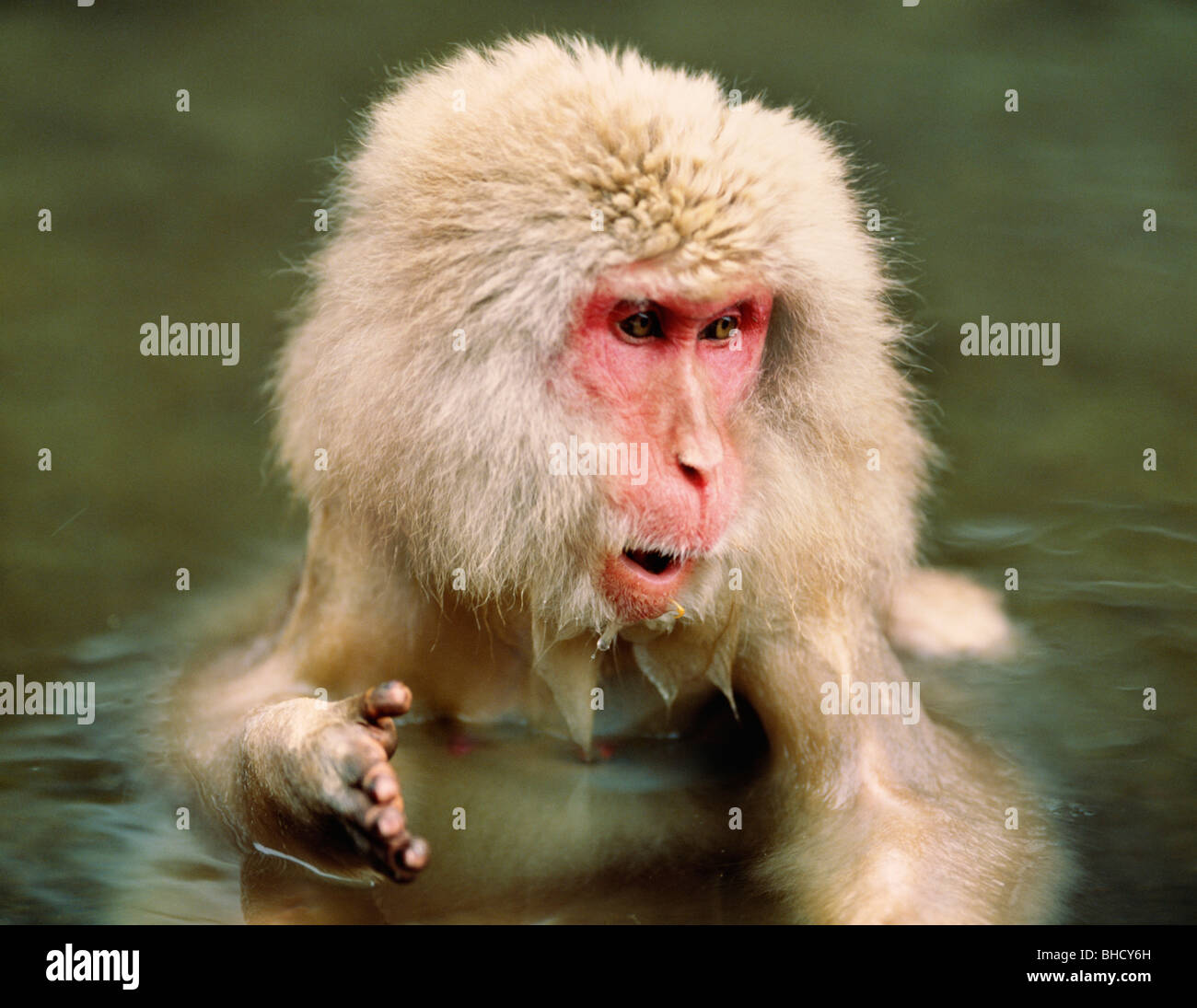 Talking monkey hi-res stock photography and images - Alamy