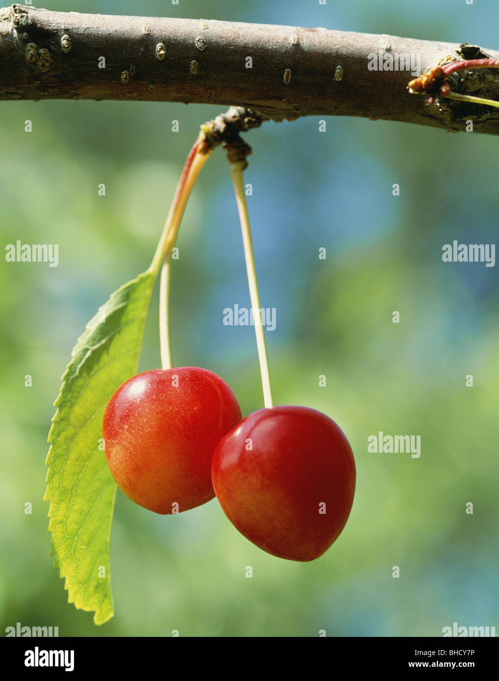 Growing cherries, Biei, Hokkaido, Japan Stock Photo - Alamy