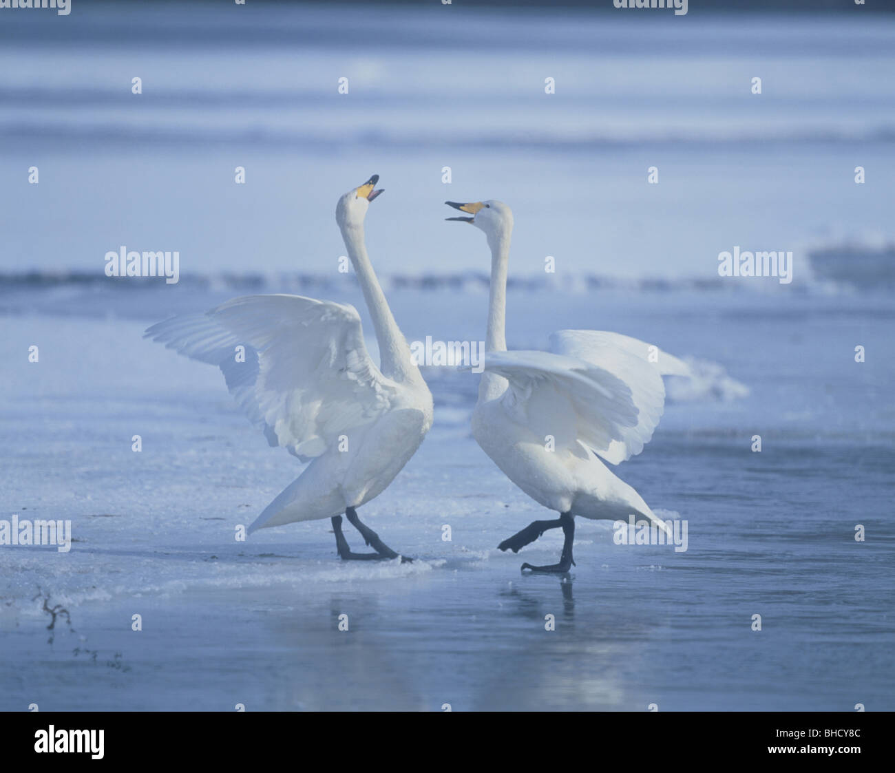 Swans mating on Kussharo Lake, Hokkaido, Japan Stock Photo - Alamy