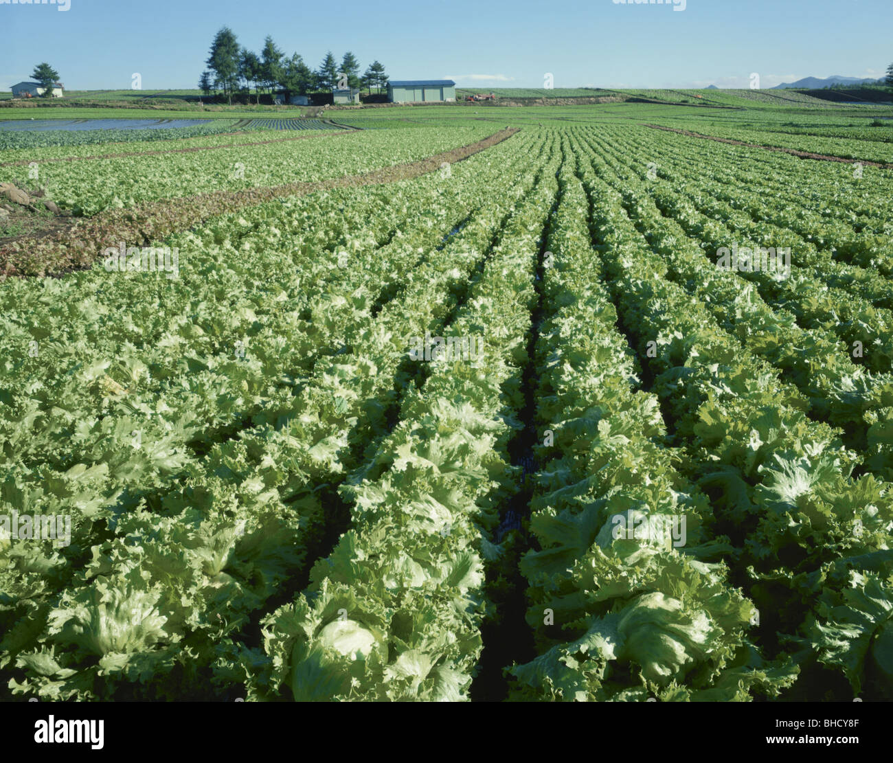 Lettuce field, Nagano Prefecture, Japan Stock Photo - Alamy