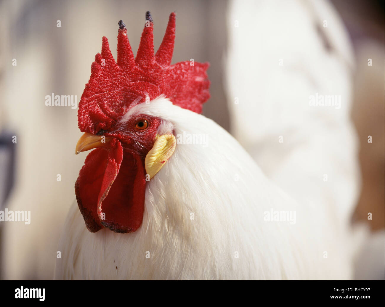 Hen, Hokkaido, Japan Stock Photo - Alamy