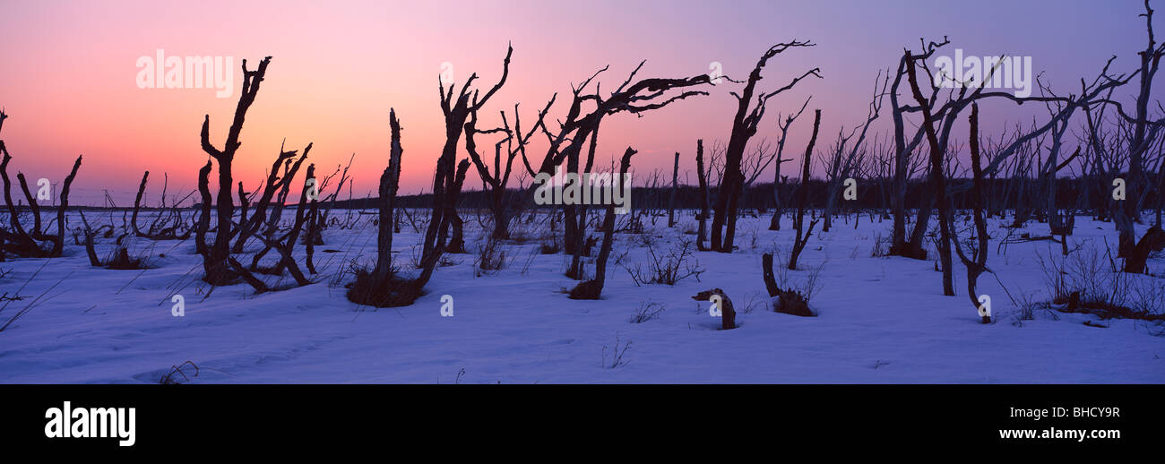 Death trees in hi-res stock photography and images - Alamy