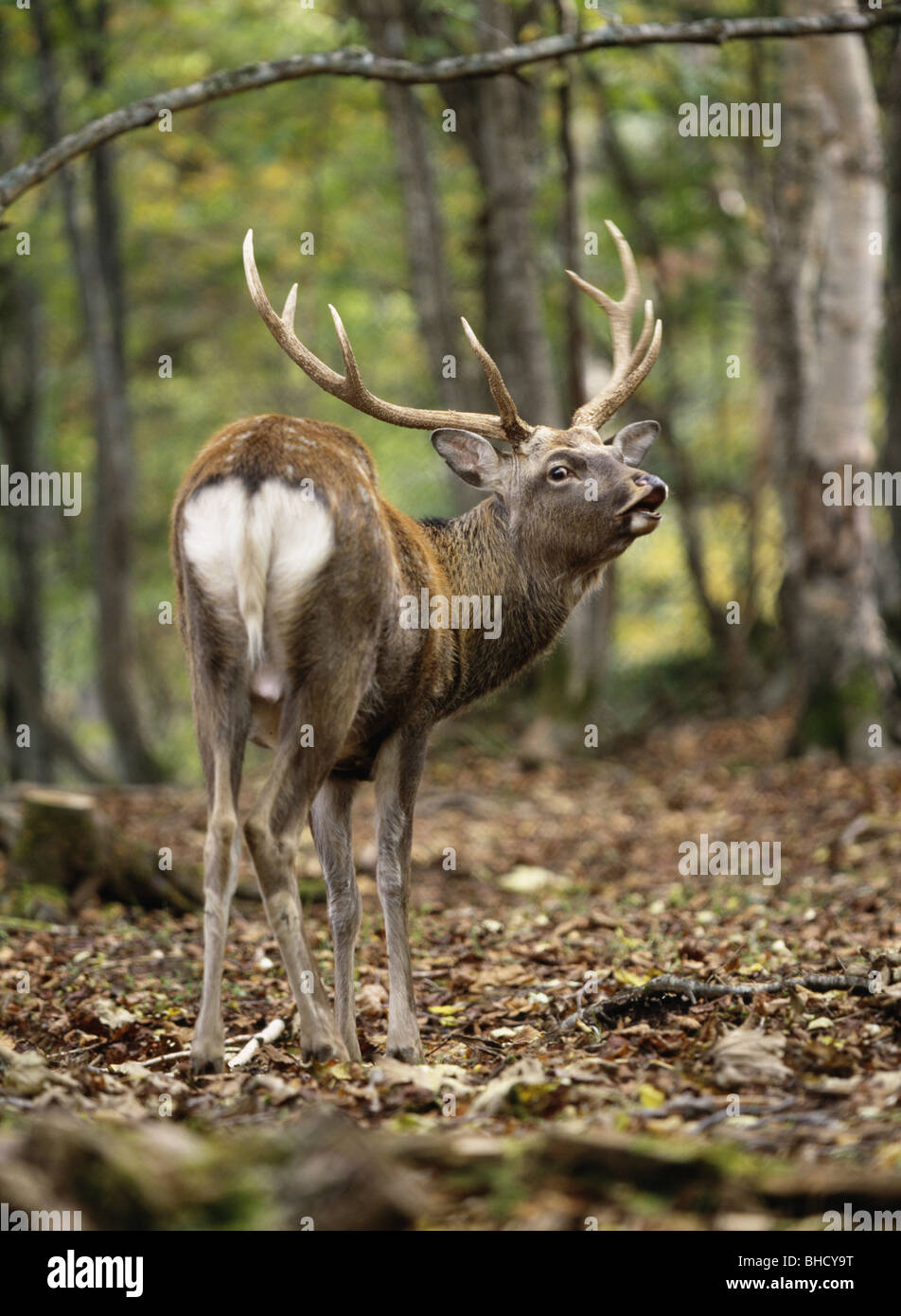 Male hokkaido sika deer hi-res stock photography and images - Alamy