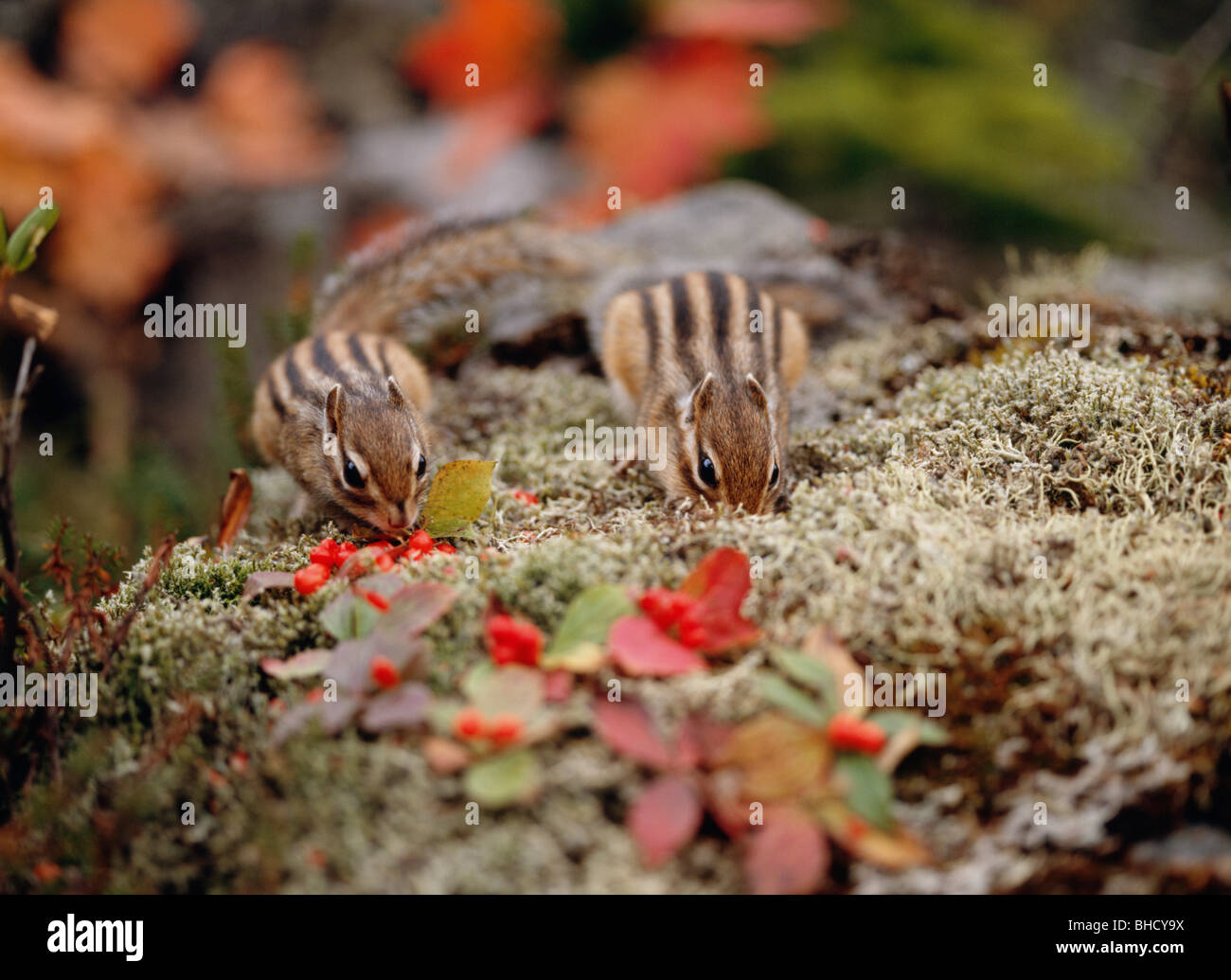 Two chipmunks. Hokkaido Prefecture, Japan Stock Photo - Alamy